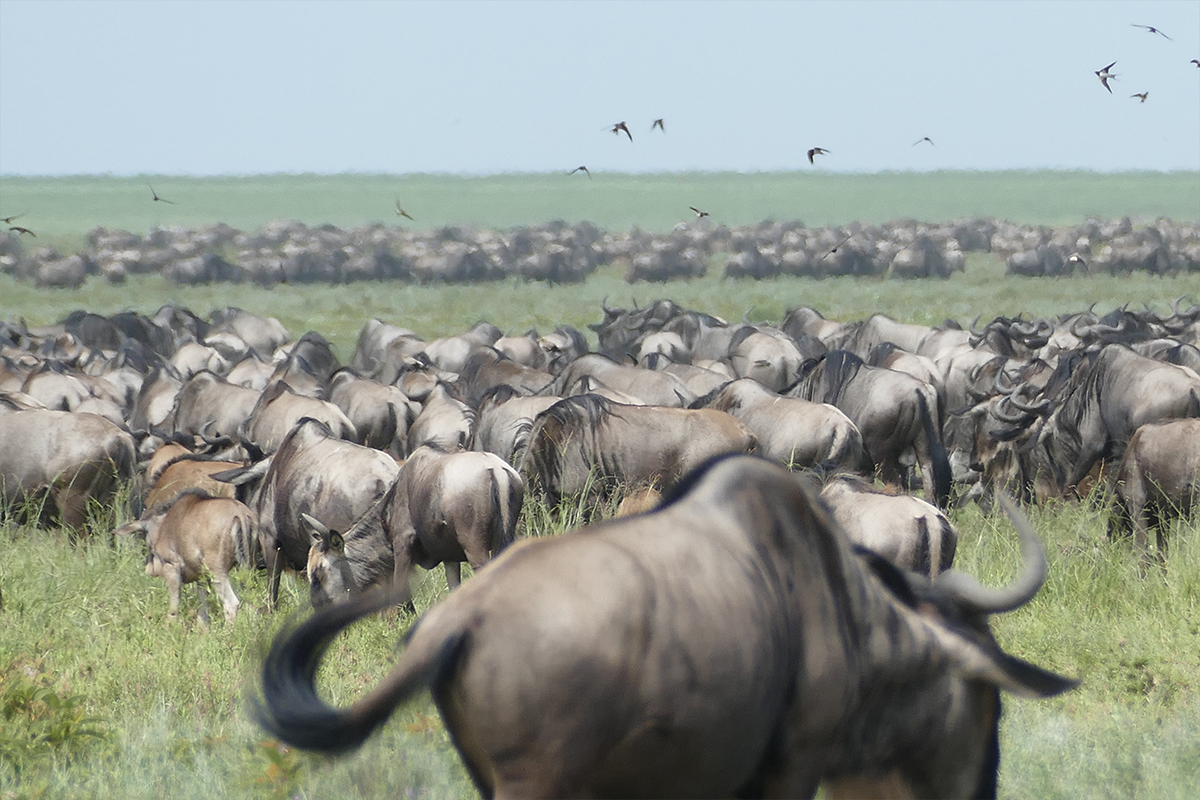 5 Days Great Migration Fly in from Zanzibar - Sia Yangu Safari