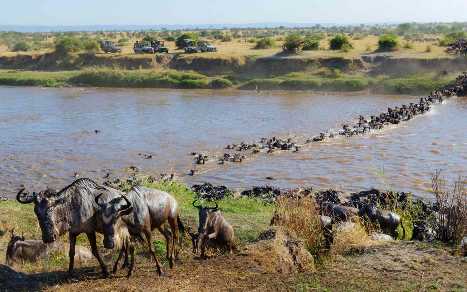 Where Is The Best Place To See The Great Migration? - Sia Yangu Safari